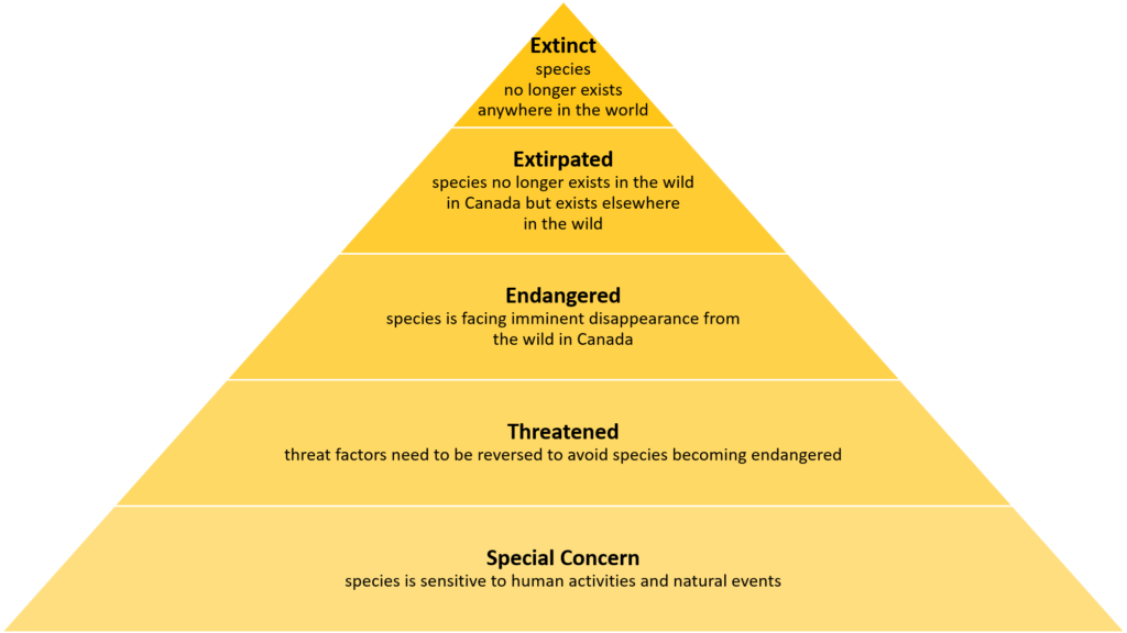 What are Species at Risk? – Sydenham River Watershed