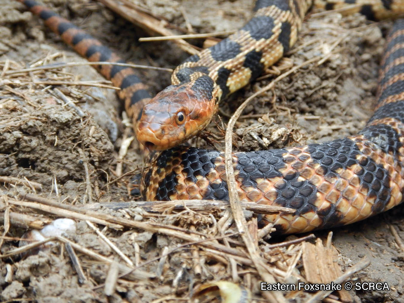 Eastern Foxsnake – Sydenham River Watershed