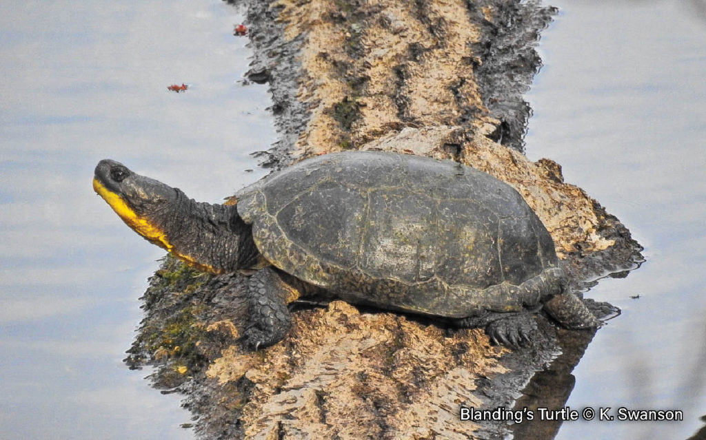 Blanding’s Turtle – Sydenham River Watershed