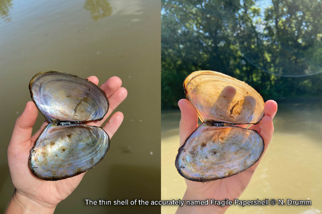Mussels – Sydenham River Watershed