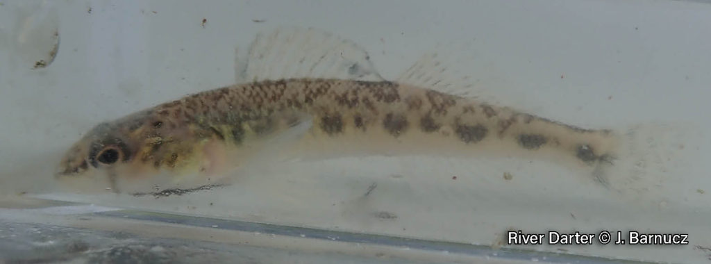 River Darter – Sydenham River Watershed