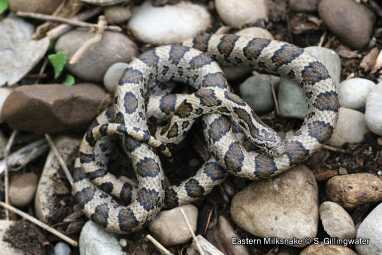 Eastern Milksnake – Sydenham River Watershed