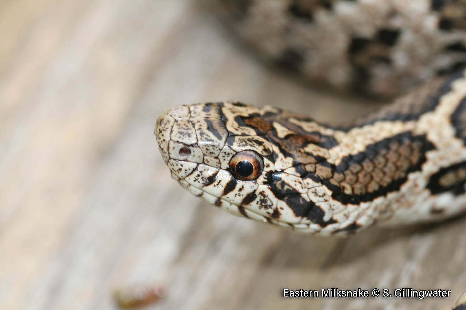 Eastern Milksnake – Sydenham River Watershed