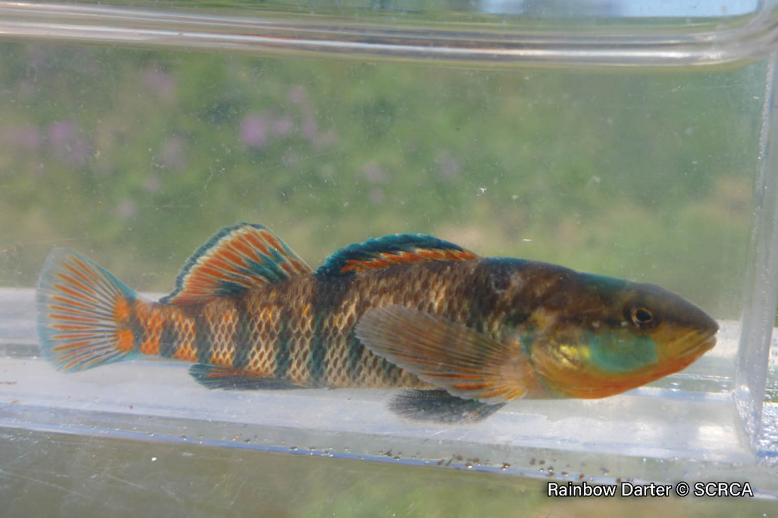 Fishes – Sydenham River Watershed