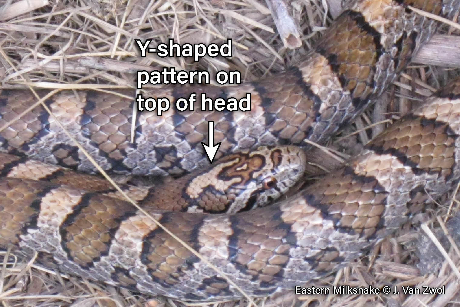 Eastern Milksnake – Sydenham River Watershed