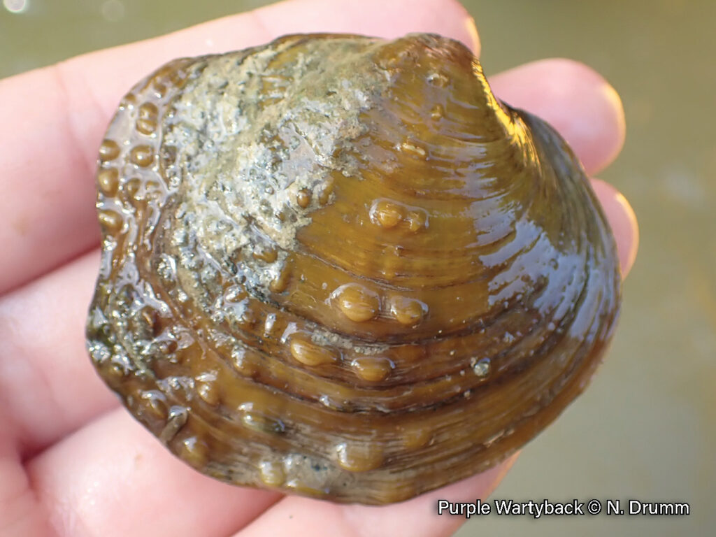 Purple Wartyback – Sydenham River Watershed