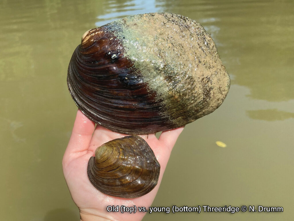 Mussels – Sydenham River Watershed